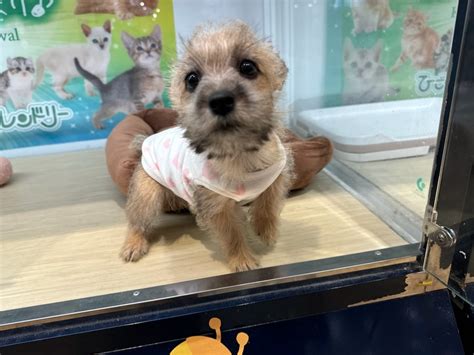 【ひごペットフレンドリー京都店】おしゃれ番長彡 京都店