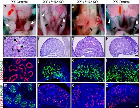 Complete Male To Female Sex Reversal In Xy Mice Lacking The Mir 17 92