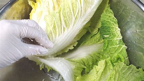배추 절이는 법 김장 배추 쉽게 절이는 법소금 비율과 배추 절이는 시간 네이버 블로그