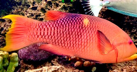 Aquarium Movies Japan Archive Golden Spot Wrasse