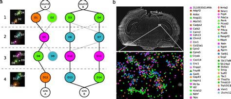 Graph Based Iss Signal Decoding And Spatial Mapping A Cut Out