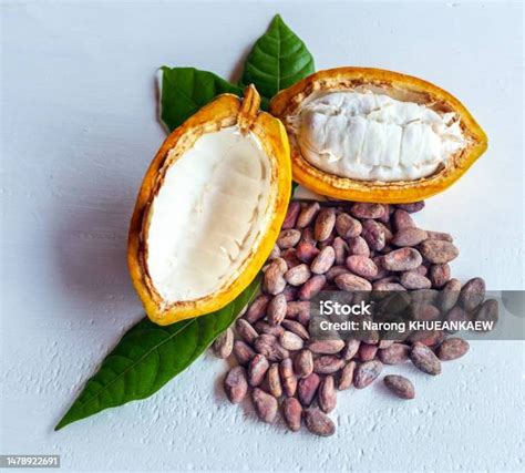 잘 익은 신선한 슬라이드 코코아 꼬투리 절반을 자른 코코아 과일 흰색 나무 배경에 녹색 카카오 잎이 있는 마른 갈색 코코아 콩의