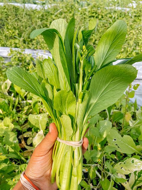 How To Grow Choy Sum Yu Choy The Woks Of Life