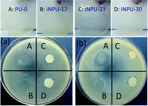 Tailor Made Zwitterionic Polyurethane Coatings Microstructure