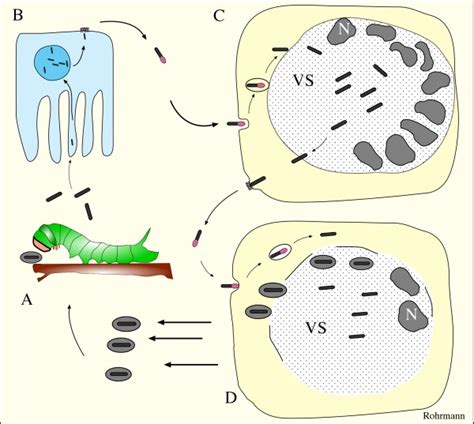 The Baculovirus Replication Cycle Effects On Cells And Insects Baculovirus Molecular Biology
