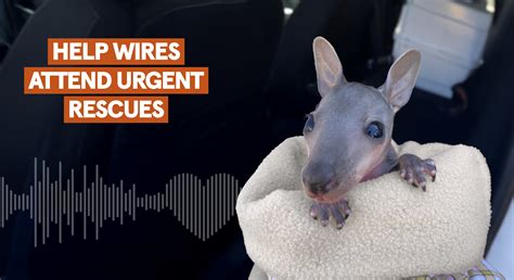 Koala Hospital Port Macquarie Chlamydia Screen The Koala Is Placed