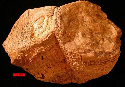 软体红蛤贝壳化石Torreites sanchezi揭恐龙时代每日仅23 5小时 神秘的地球 科学 自然 地理 探索
