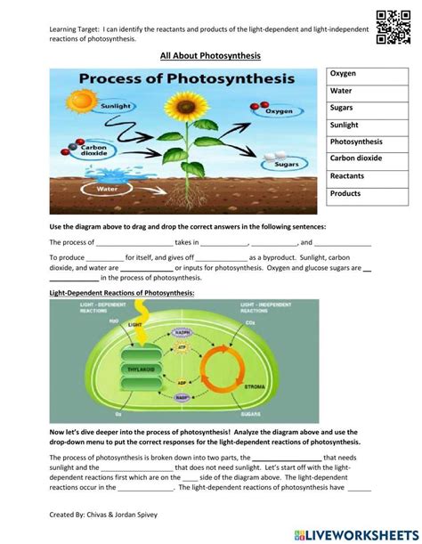 Free Photosynthesis Interactive Worksheet Download Free Photosynthesis