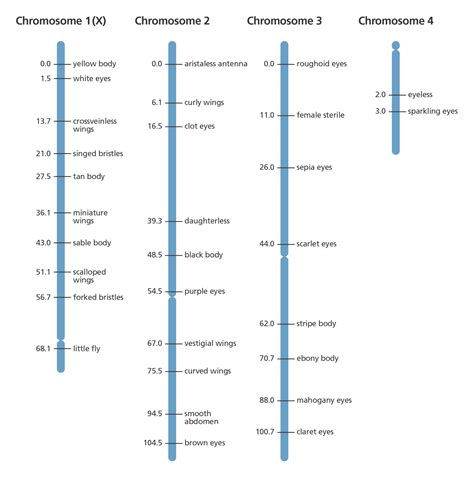 How Do You Map A Genome