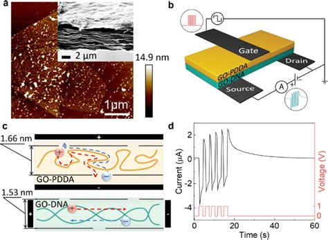 Structure And Function Of Sandwiched Membrane A Atomic Force