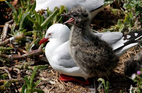 Ingyenes Képek Madár állatkert Zöld Kert Fauna Dísz Madarak