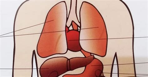 أعضاء الجسم