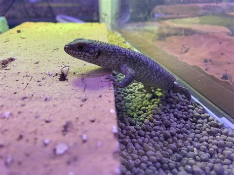 【トカゲ種紹介】ストケスイワトカゲ ペットショップ・かわいいいきものたち