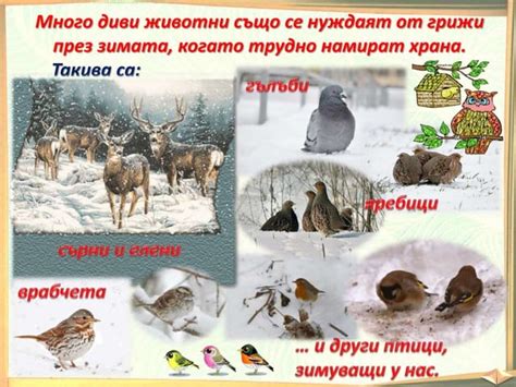 13 Диви и домашни животни РК Просвета В П Pptx