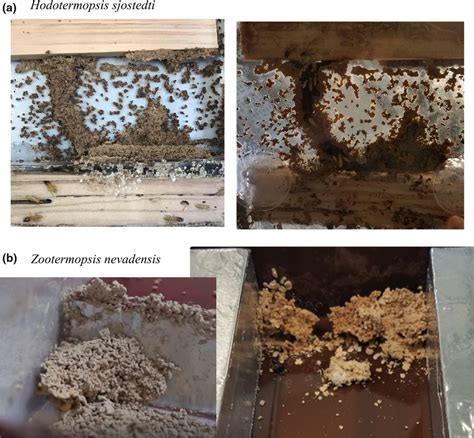 Pictures Showing Shelter Tubes Constructed By A Hodotermopsis