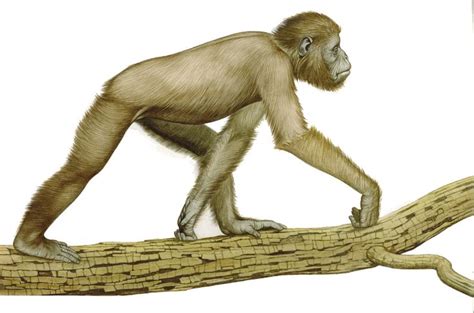 Ramapithecus Human Evolution Lion Sculpture Paleontology