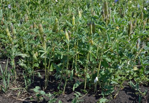 Lupinus albus - Изображение особи - Плантариум