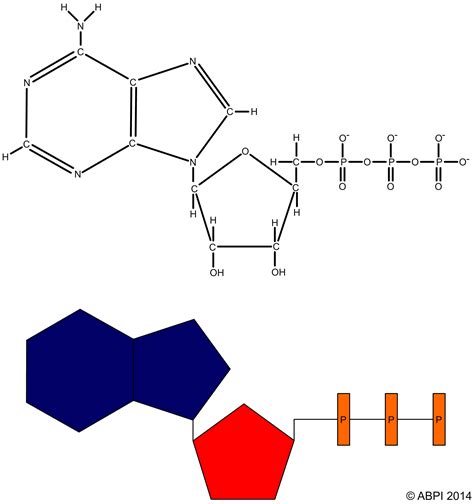 Atp Adenosine Triphosphate