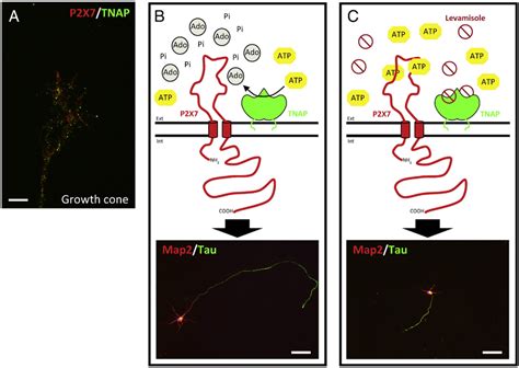Schematic Representation Of The Axonal Growth Regulation By The