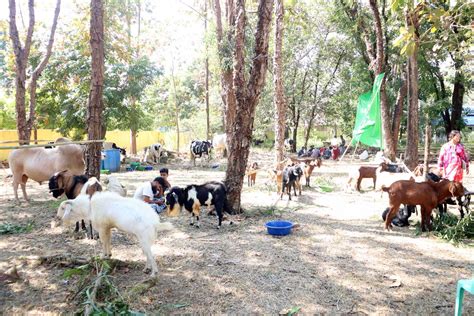 ထားဝယ်မြို့တွင် ၇၇ နှစ်မြောက် လွတ်လပ်ရေးနေ့အထိမ်းအမှတ် မွေးမြူရေးပြိုင်ပွဲ ကျင်းပ