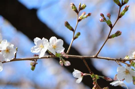 桜のつぼみが膨らむ暖かさに 株式会社 気象サービス