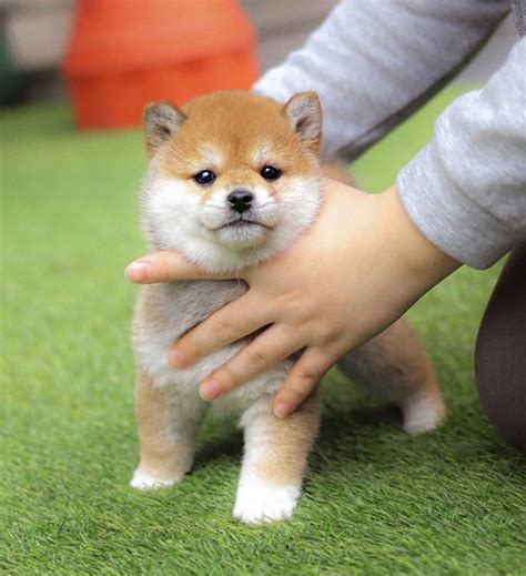 시바견분양 시바견분양 시바견 무료 분양 A21