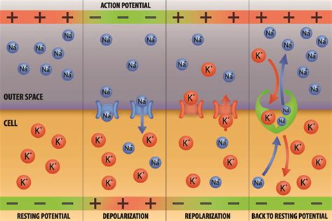 Action Potential Neuron Animation