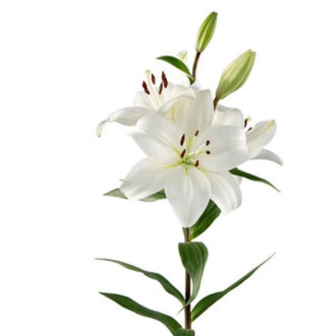 Lillium La Litouwen Wholesale Flowers Lilium Lilies Flower Suppliers