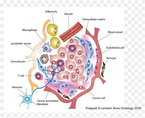 Tumor Microenvironment