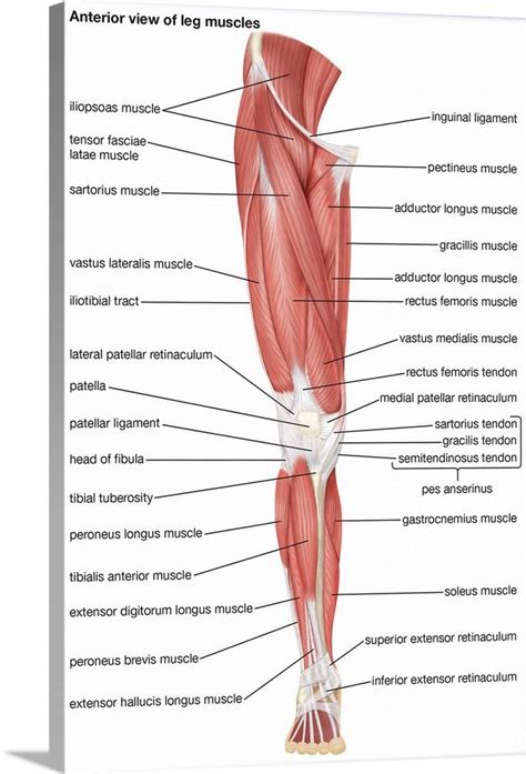Lower Limb Muscles Diagram
