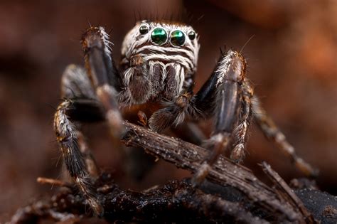 Nackareservatet2016 — Entomologiska Föreningen I Stockholm