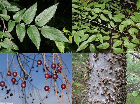 Plant Identification Flashcards Quizlet