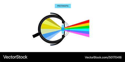 Protanomaly And Protanopia Royalty Free Vector Image
