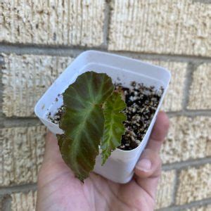 Rex Begonia Plant Complete Care And Growing Guide