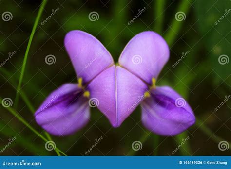 Tolerance Which Brings Multiculturalism A Magnet Metaphor In Which Tolerance Attracts Multiple