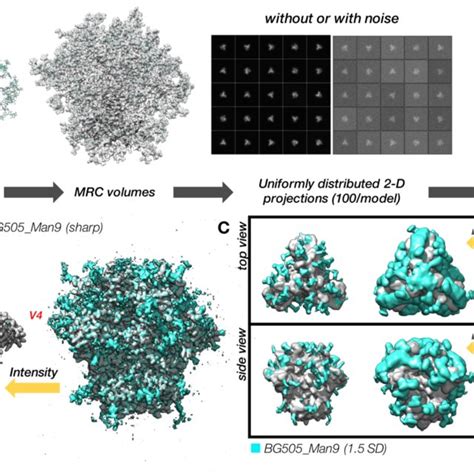 Synthetic Cryo Em Maps From Allosmod Ensembles Reproduce Global Download Scientific Diagram