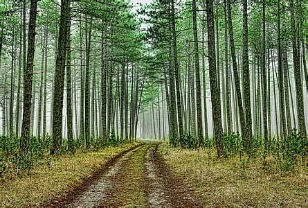 Royalty Free Photo Road Between Green Trees PickPik