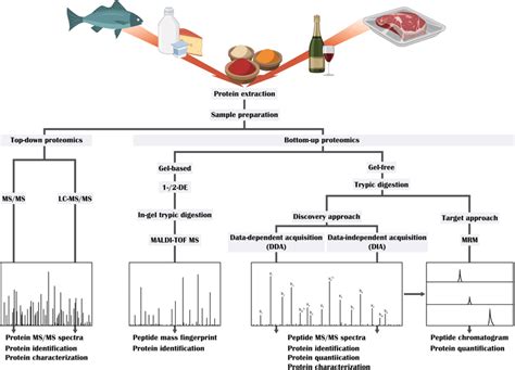 Schematic Diagram Of Common Proteomics Workflows Used For Download Scientific Diagram