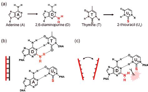 Figure 5 From Sequence Specific Recognition Of Double Stranded Dna By Peptide Nucleic Acid