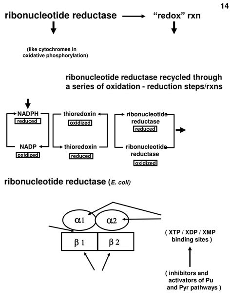 Ppt Nucleotide Biosynthesis Powerpoint Presentation Free Download