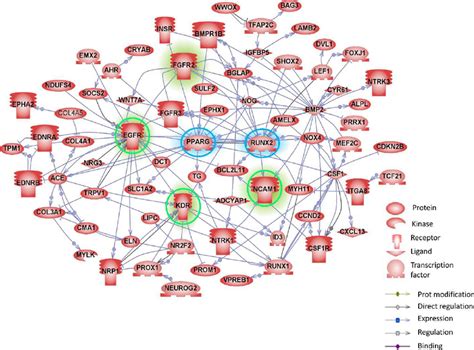 Gene Expression Network Showing Direct Linkages Between Genes