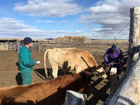 ШҮЛХИЙ ӨВЧНӨӨС УРЬДЧИЛАН СЭРГИЙЛЭХ ЗААВАР ЗӨВЛӨМЖИЙГ МЭРГЭЖЛИЙН БАЙГУУЛАГУУД ИРГЭДЭД ХҮРГЭЖ