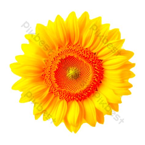 Common Sunflower Fields Endless Beauty In Natures Palette Png Images Psd Free Download Pikbest