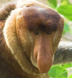 Proboscis Monkey Art Prints Posters And Puzzles