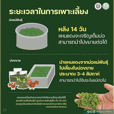 💚 เพาะพันธุ์ “แหนแดง” ได้ไม่ยาก กรมส่งเสริมการเกษตร