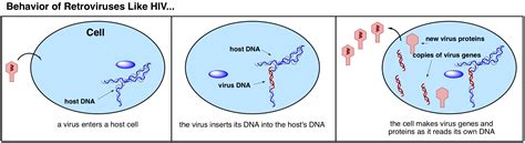 The Machinery Of Retroviruses Part 1 What Is A Retrovirus I Can Has