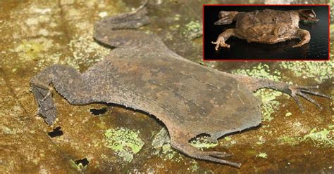 သင့်မှာ အပေါက်‌တွေကို ကြောက်တဲ့ရောဂါရှိရင် မကြည့်သင့်တဲ့ ဖားပြုပ်မျိုးစိတ် Myanmarload