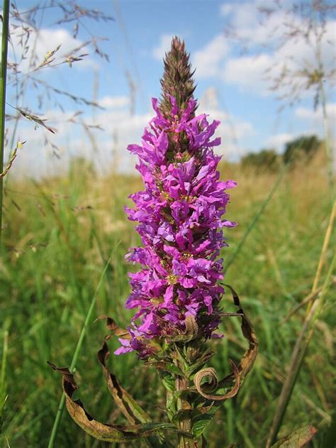 Purple Loosestrife Lythrum Salicaria Identification And Uses
