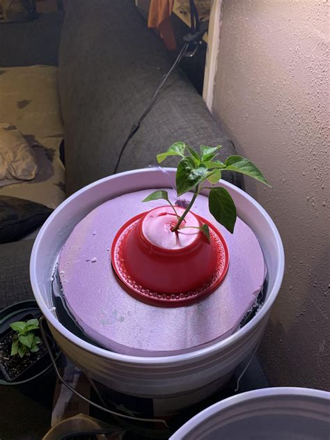 Diy Dwc Setup Italian Long Hot In The Bucket Waiting To See How It