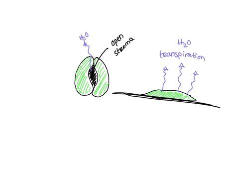 Solved Plants Have Openings In Their Leaves Called Stomata When The Stomata Are Open Vital